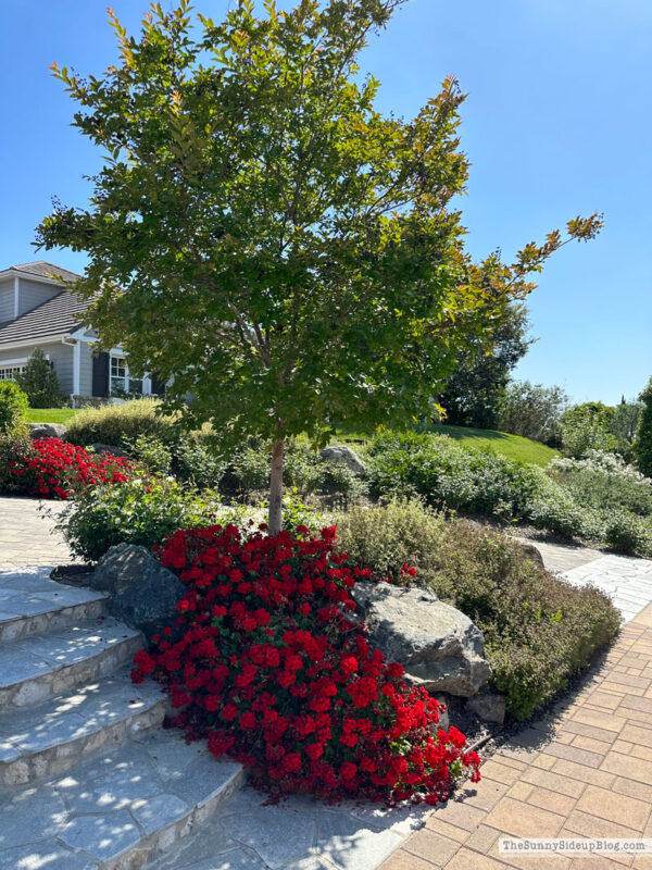 Patriotic Porch - The Sunny Side Up Blog